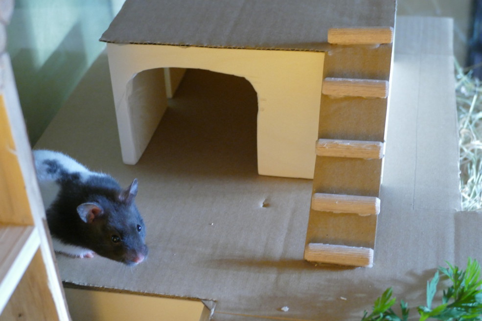 Hamster | Nicht flüstern – zuhören!